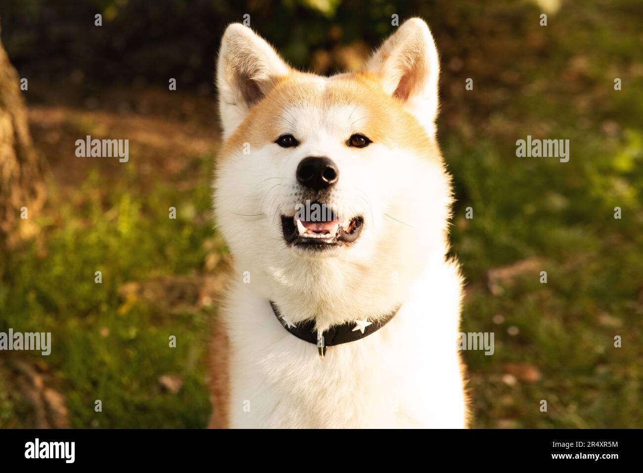 Akita cute dog enjoys walk in park on green grass alone outdoor in ...