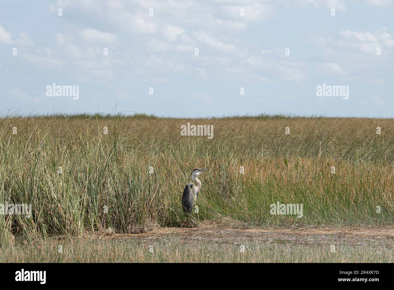 Everglades, Florida, USA. 8th May, 2023. Everglades National Park is a ...