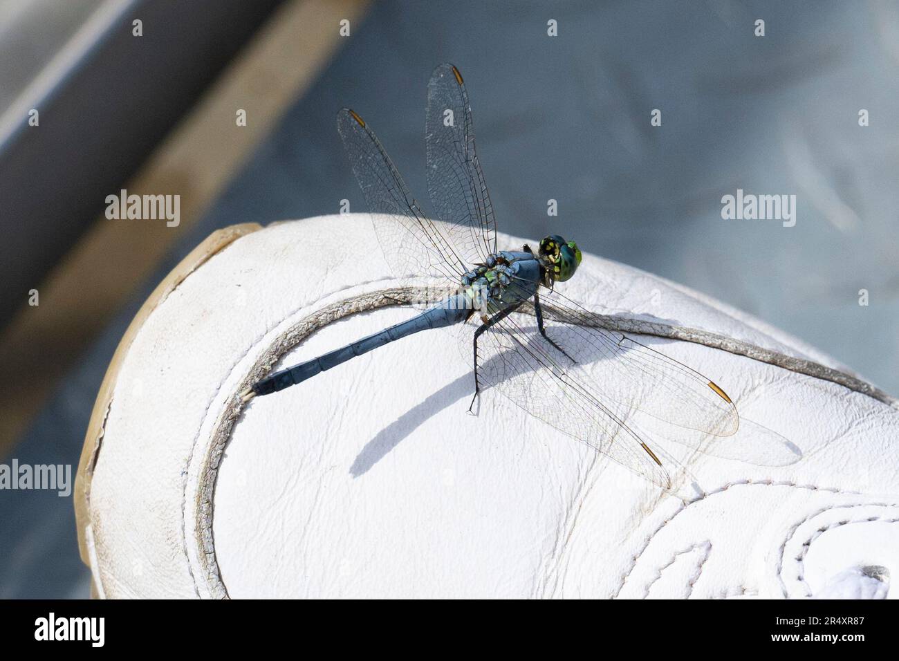 Everglades, Florida, USA. 8th May, 2023. A dragonfly landing on a ...