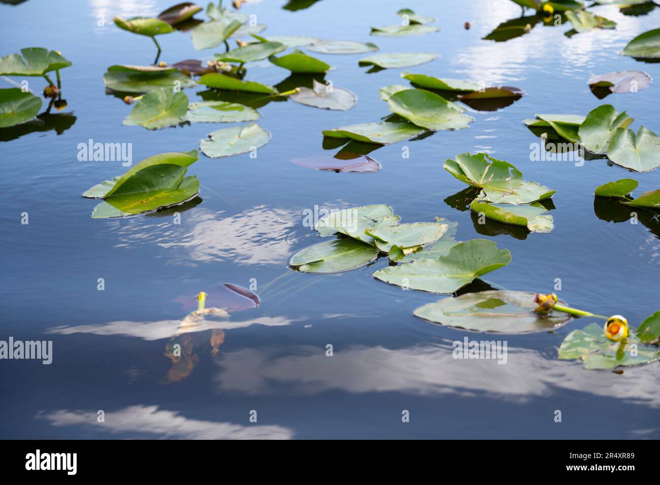 Everglades, Florida, USA. 8th May, 2023. Everglades National Park is a ...