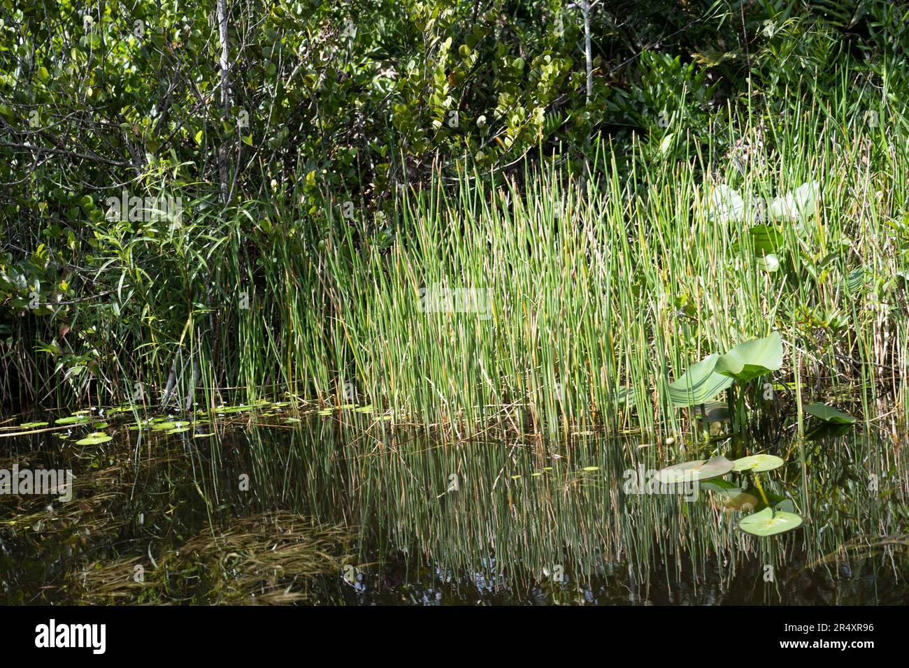 Everglades, Florida, USA. 8th May, 2023. Everglades National Park is a ...