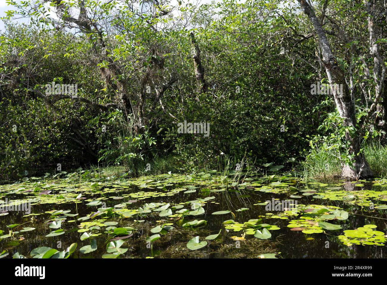 Everglades, Florida, USA. 8th May, 2023. Everglades National Park is a ...