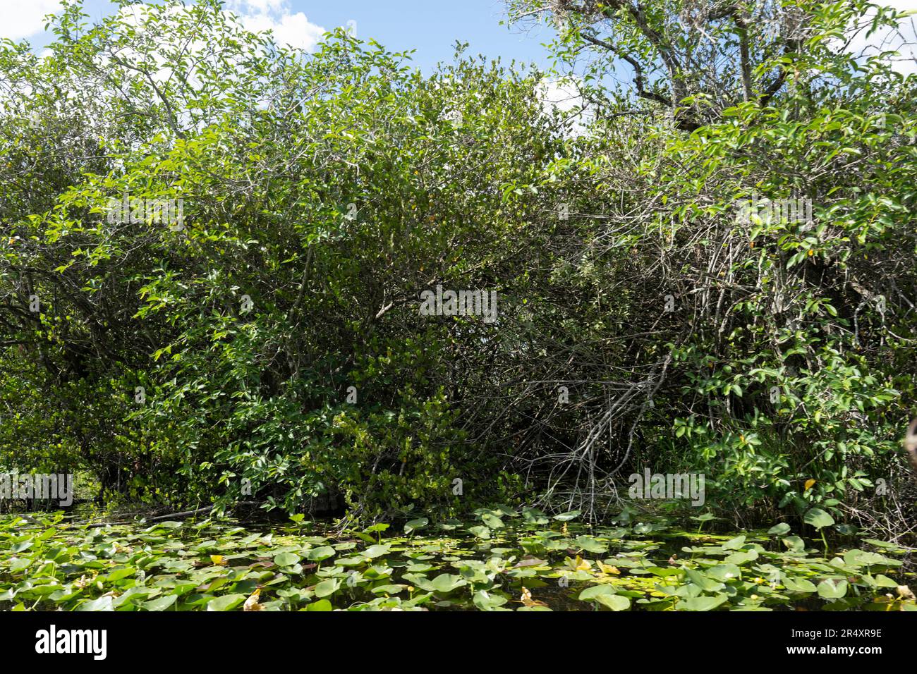 Everglades, Florida, USA. 8th May, 2023. Everglades National Park is a ...