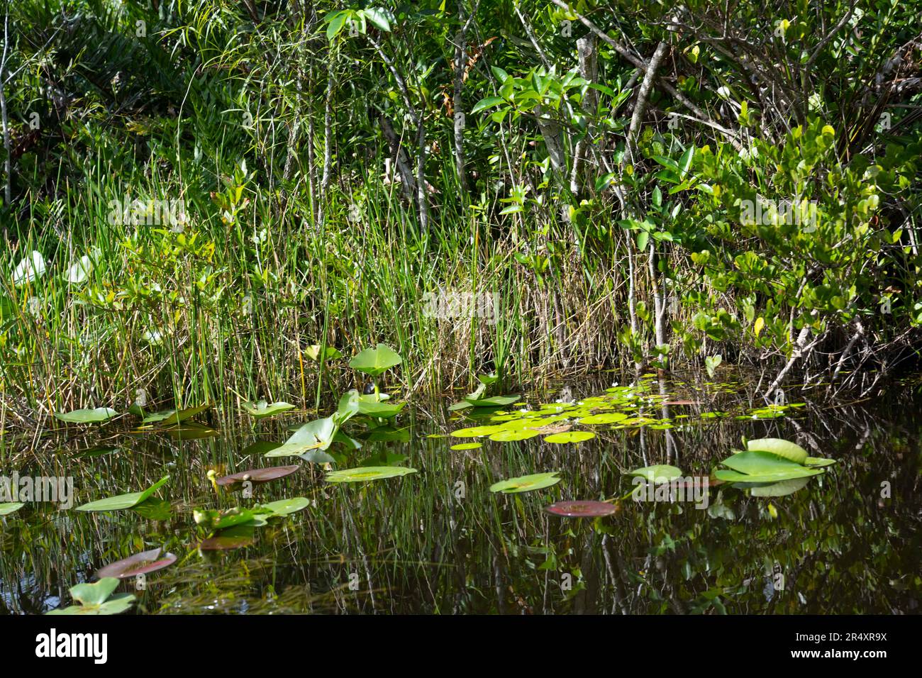 Everglades, Florida, USA. 8th May, 2023. Everglades National Park is a ...