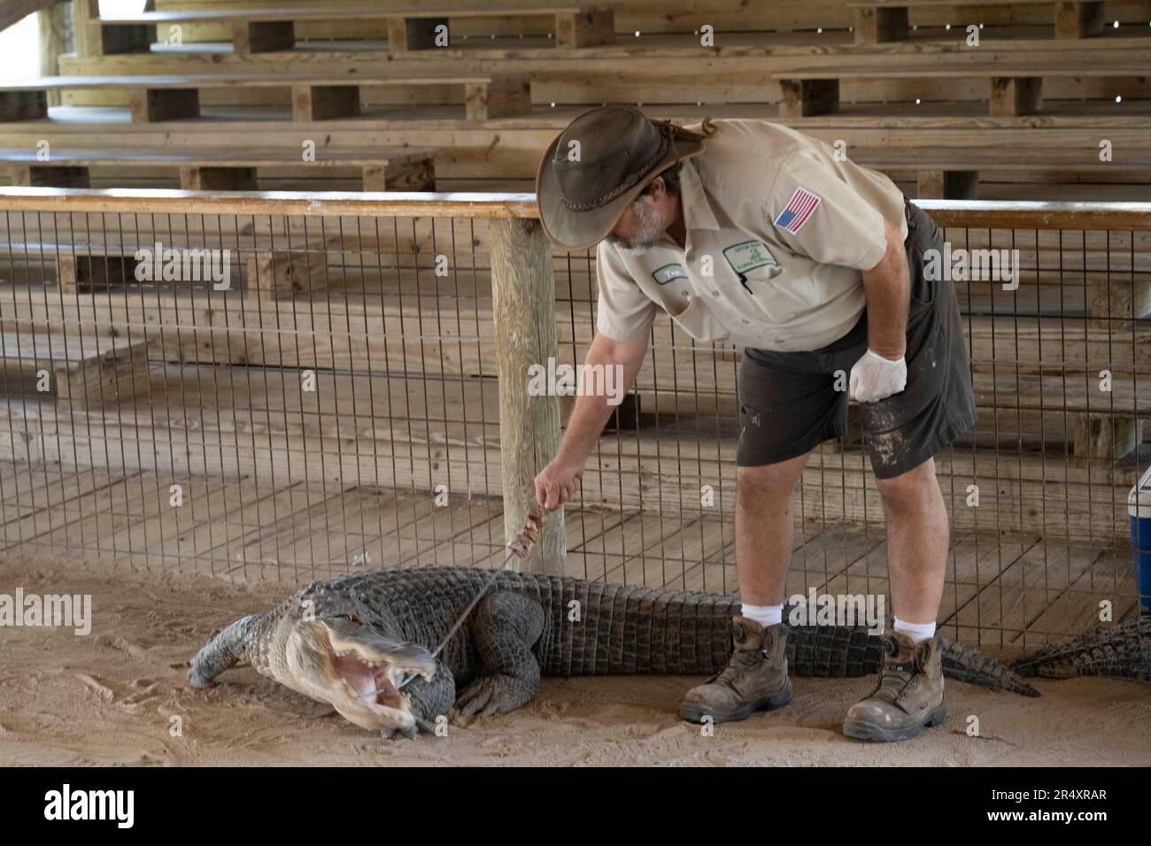Everglades, Florida, USA. 8th May, 2023. An alligator being fed in ...