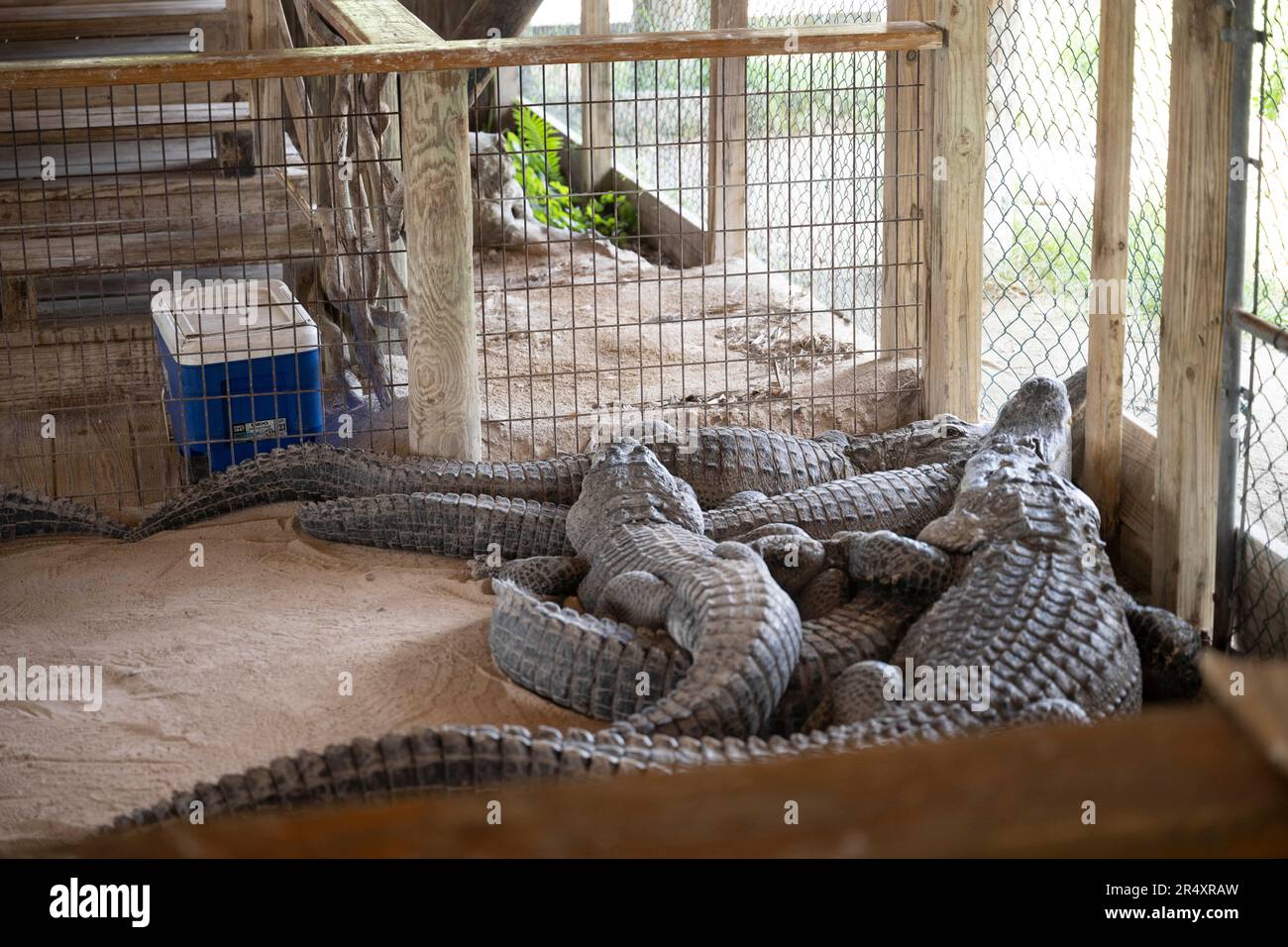Everglades, Florida, USA. 8th May, 2023. An alligator in captivity ...