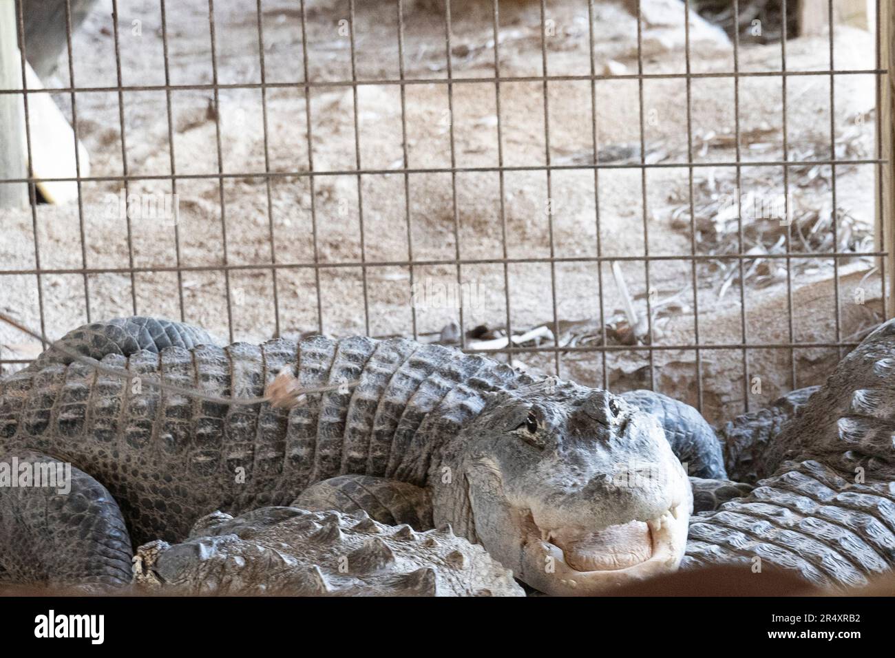 Everglades, Florida, USA. 8th May, 2023. An alligator being fed in ...