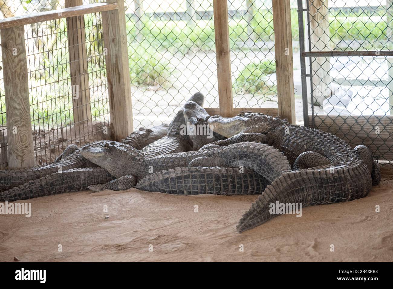 Everglades, Florida, USA. 8th May, 2023. An alligator in captivity ...