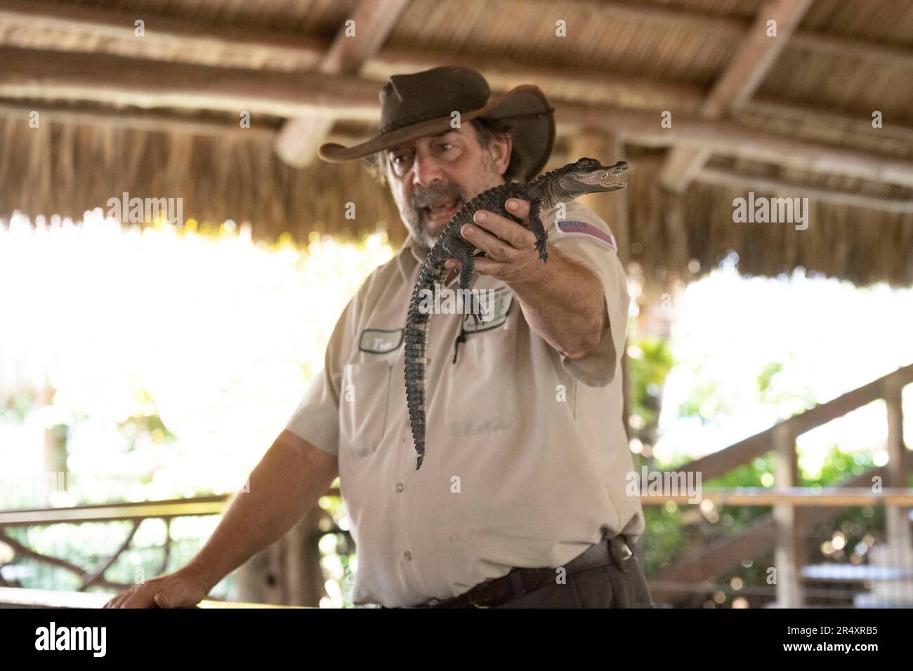 Everglades, Florida, USA. 8th May, 2023. A zoo keeper holding an ...