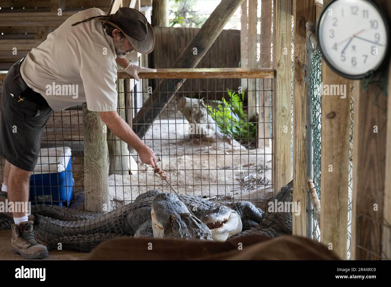 Everglades, Florida, USA. 8th May, 2023. An alligator being fed in ...