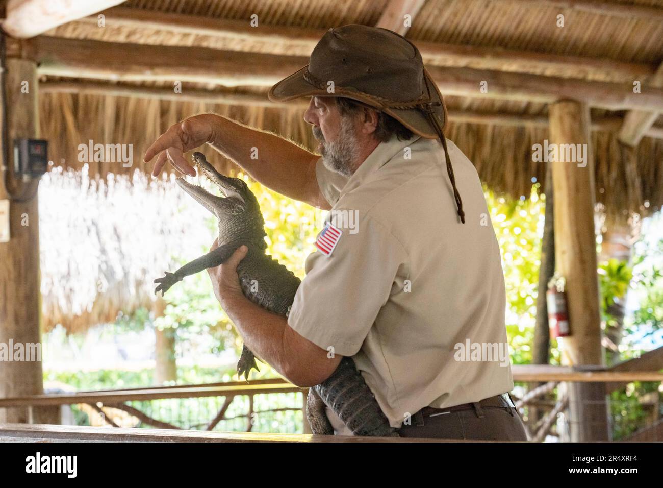 Everglades, Florida, USA. 8th May, 2023. A zoo keeper holding an ...