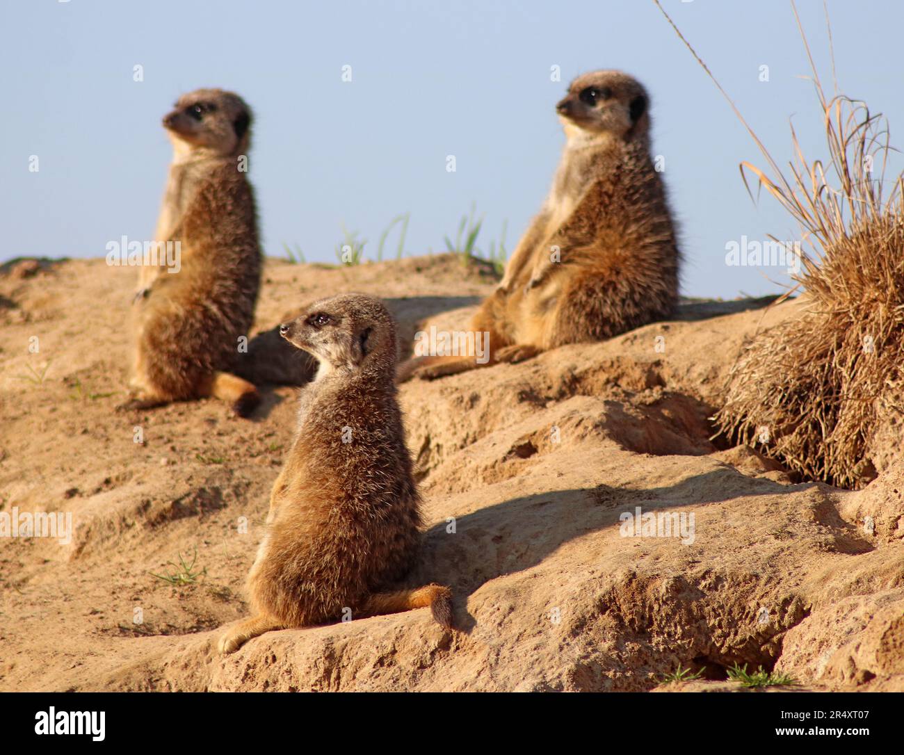 Stand security watch hi-res stock photography and images - Alamy