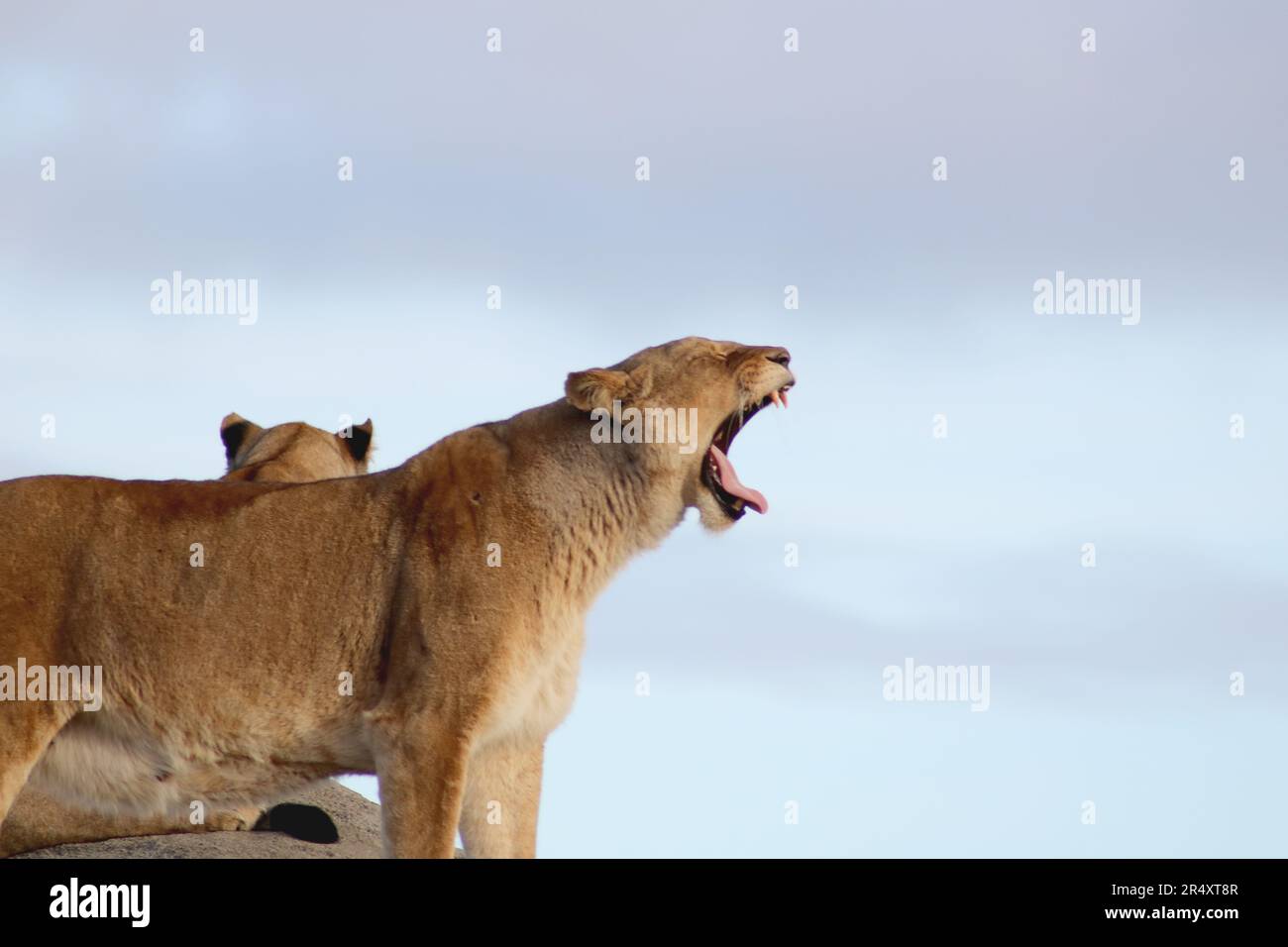 Lions in the sun Stock Photo - Alamy