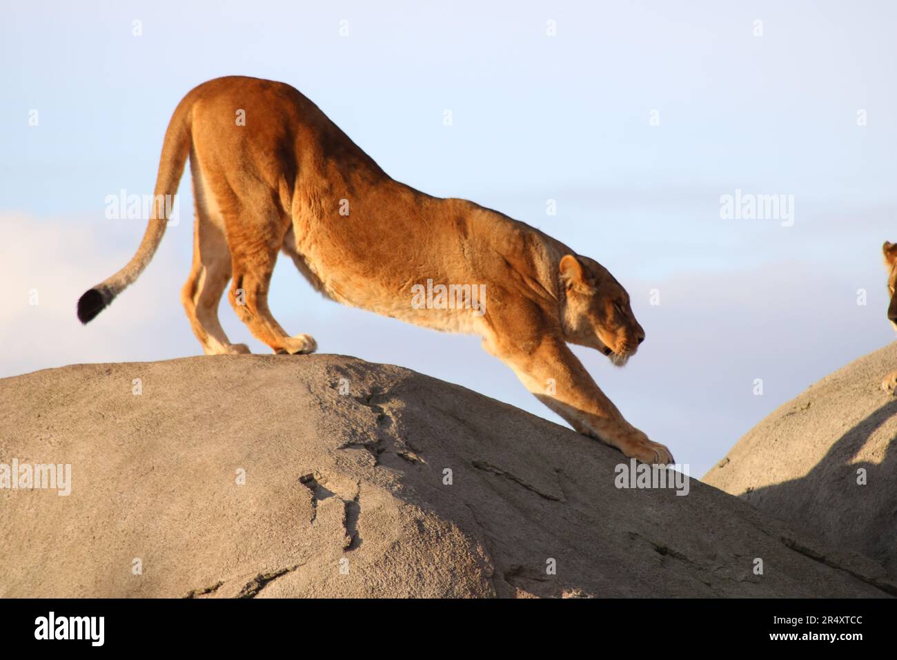 Lions in the sun Stock Photo - Alamy