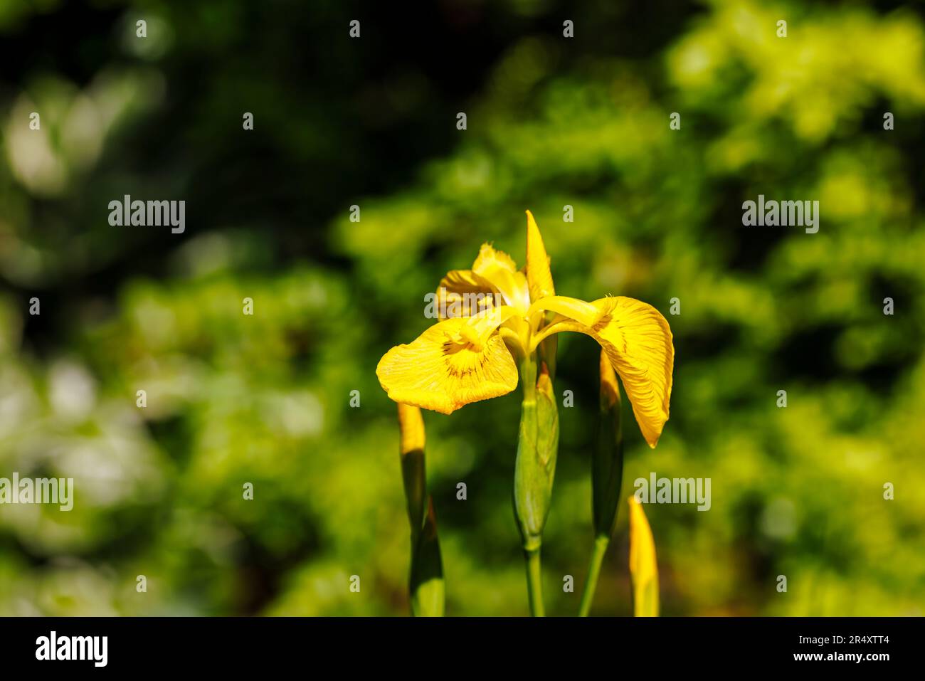 The damp-loving herbaceous perennial Iris pseudacorus, the water flag ...
