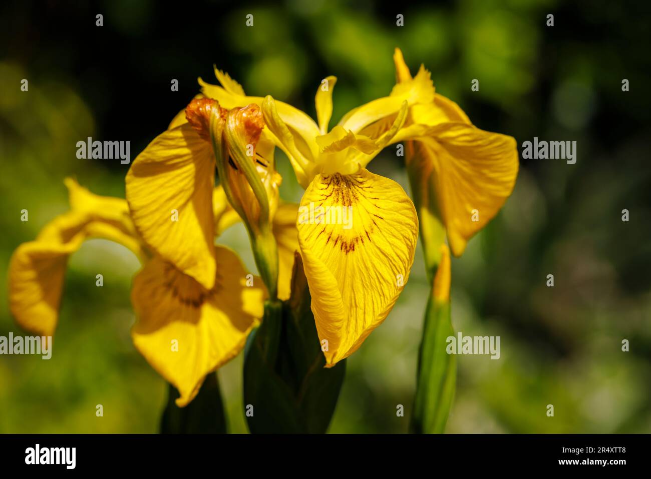 The damp-loving herbaceous perennial Iris pseudacorus, the water flag ...