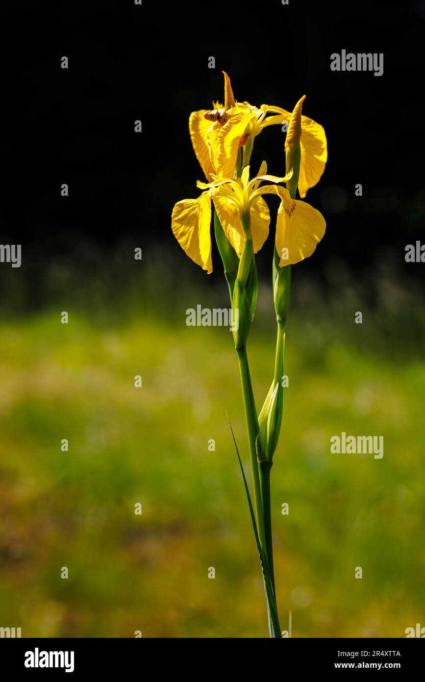 The damp-loving herbaceous perennial Iris pseudacorus, the water flag ...