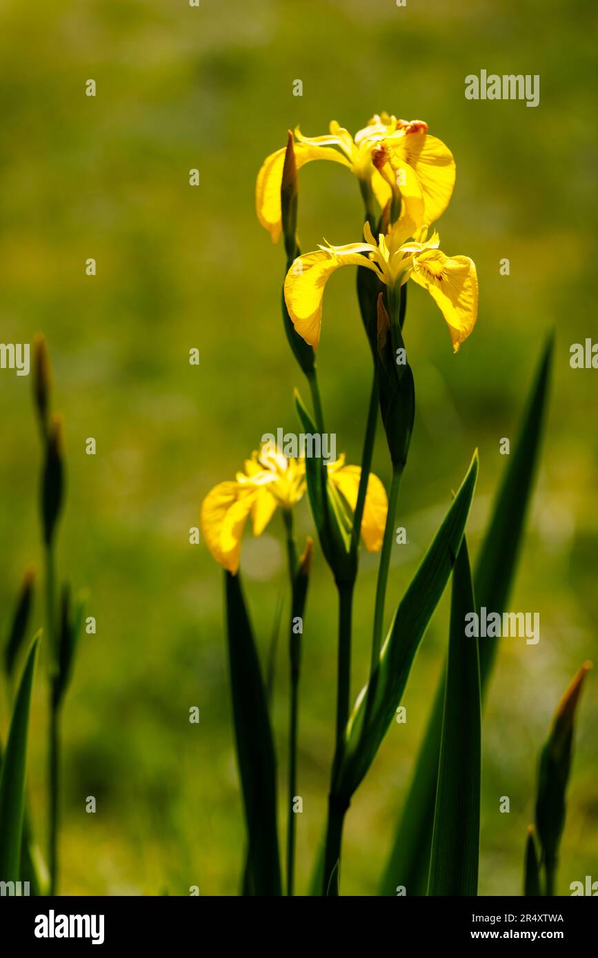 Perennial spring water hi-res stock photography and images - Alamy