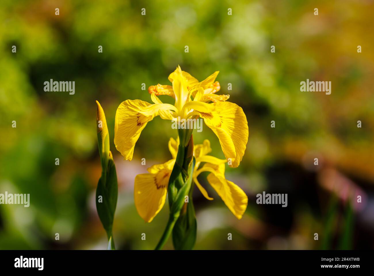 English flag water hi-res stock photography and images - Alamy
