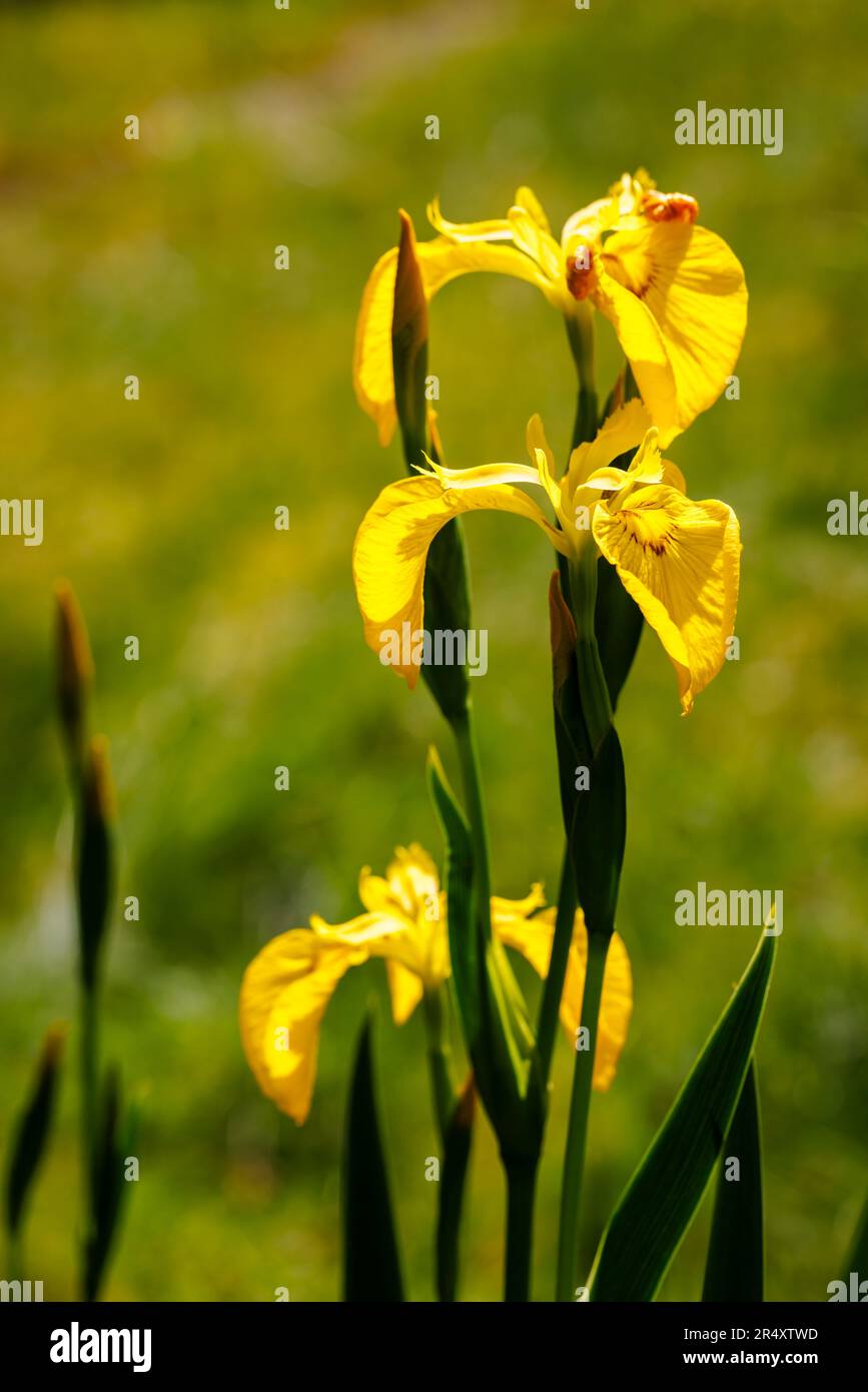 The damp-loving herbaceous perennial Iris pseudacorus, the water flag ...