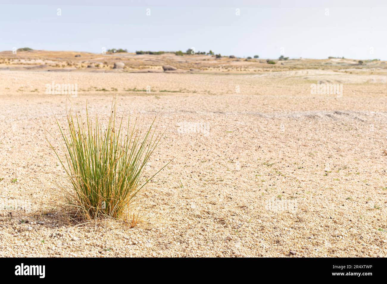 Arid and desert landscape due to lack of rain. There is small thicket ...