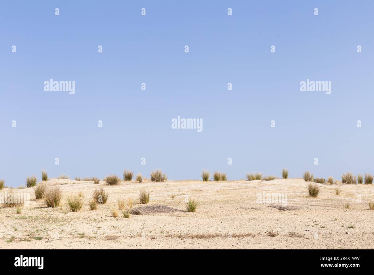 Completely desert landscape, because of drought, of dune with some ...