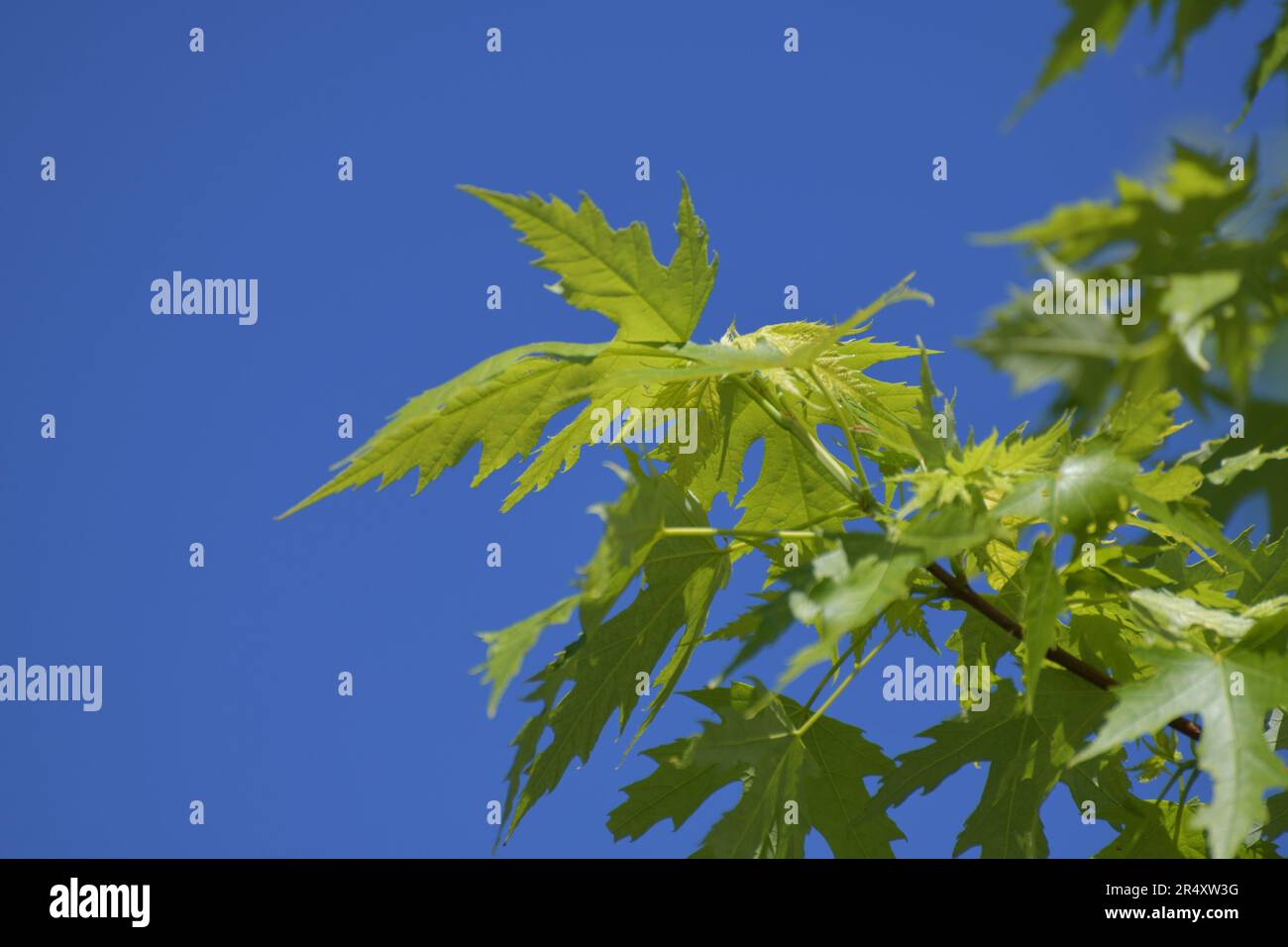 Silver maple - Acer saccharinum - branch with leaves Stock Photo - Alamy