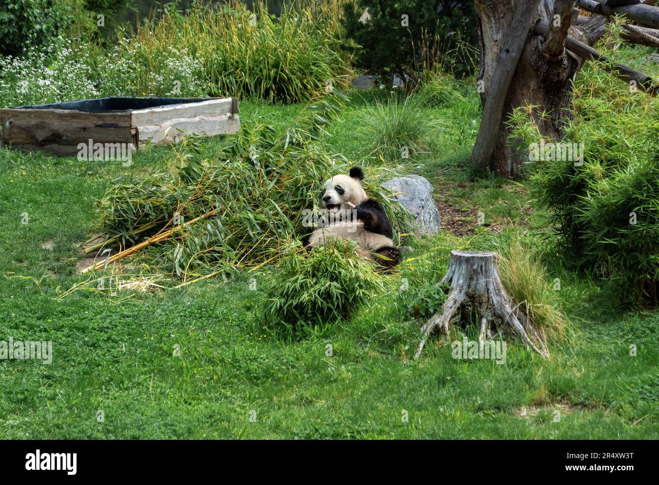 Panda is resting lying on the grass and leaning on a large stone and ...
