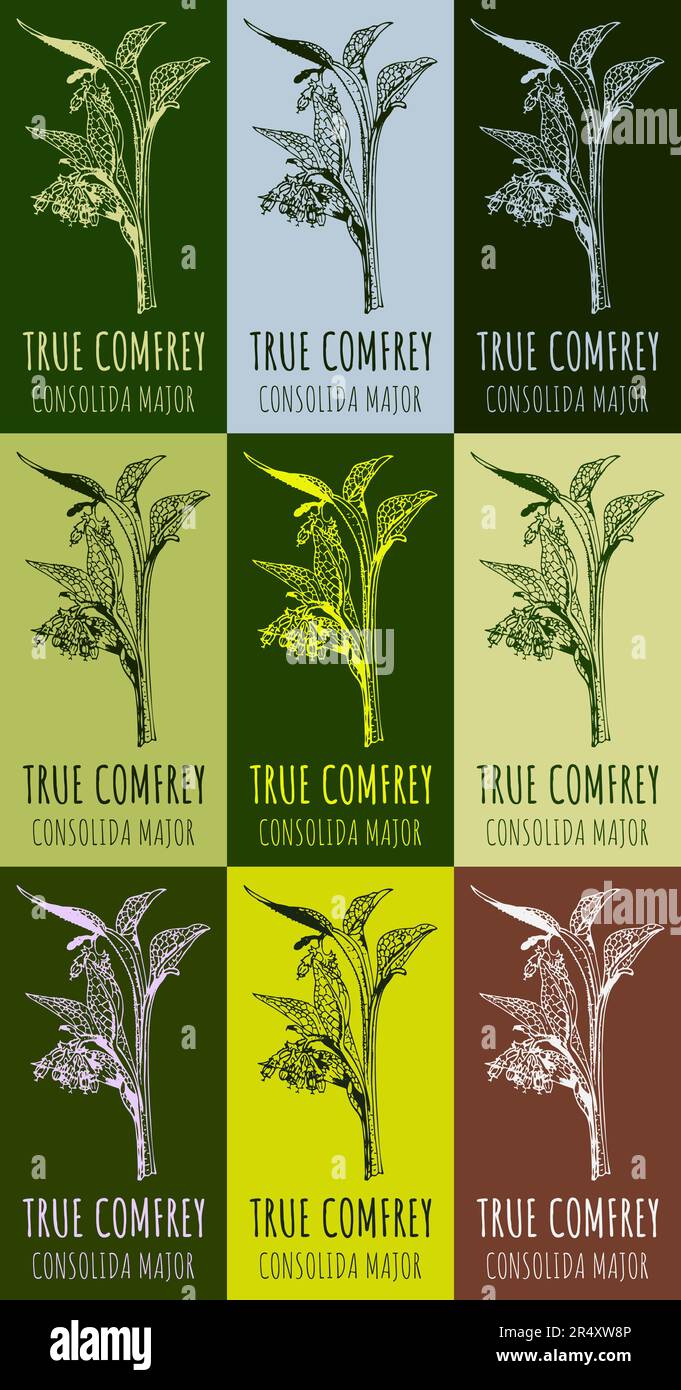 Set of drawing of True Comfrey in various colors. Hand drawn ...