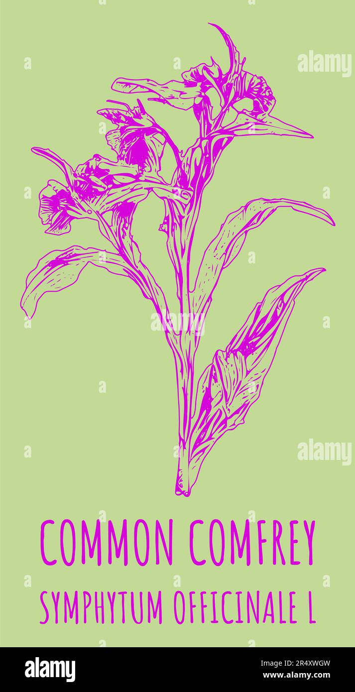 Drawings Common Comfrey. Hand drawn illustration. Latin name Symphytum ...