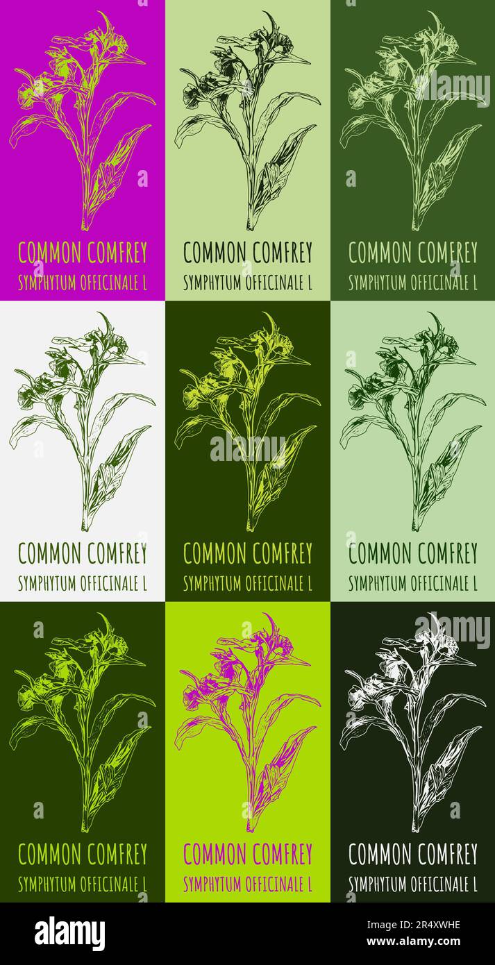 Set of drawing of Common Comfrey in various colors. Hand drawn ...