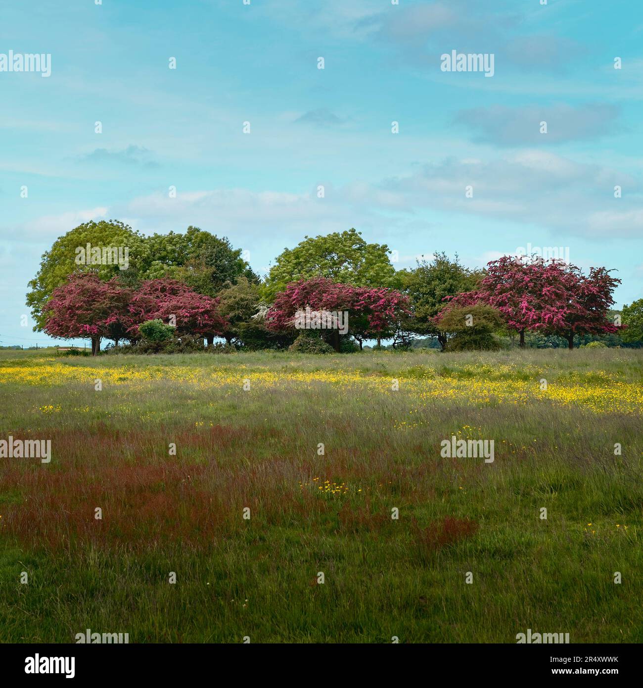 The Westwood public park and golf course in spring with wild flowers ...