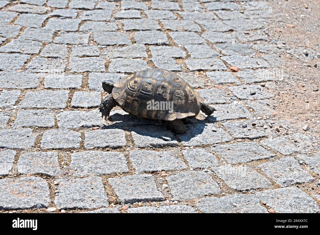 A Greek tortoise (Testudo graeca), crossing a cobblestone street in the ...