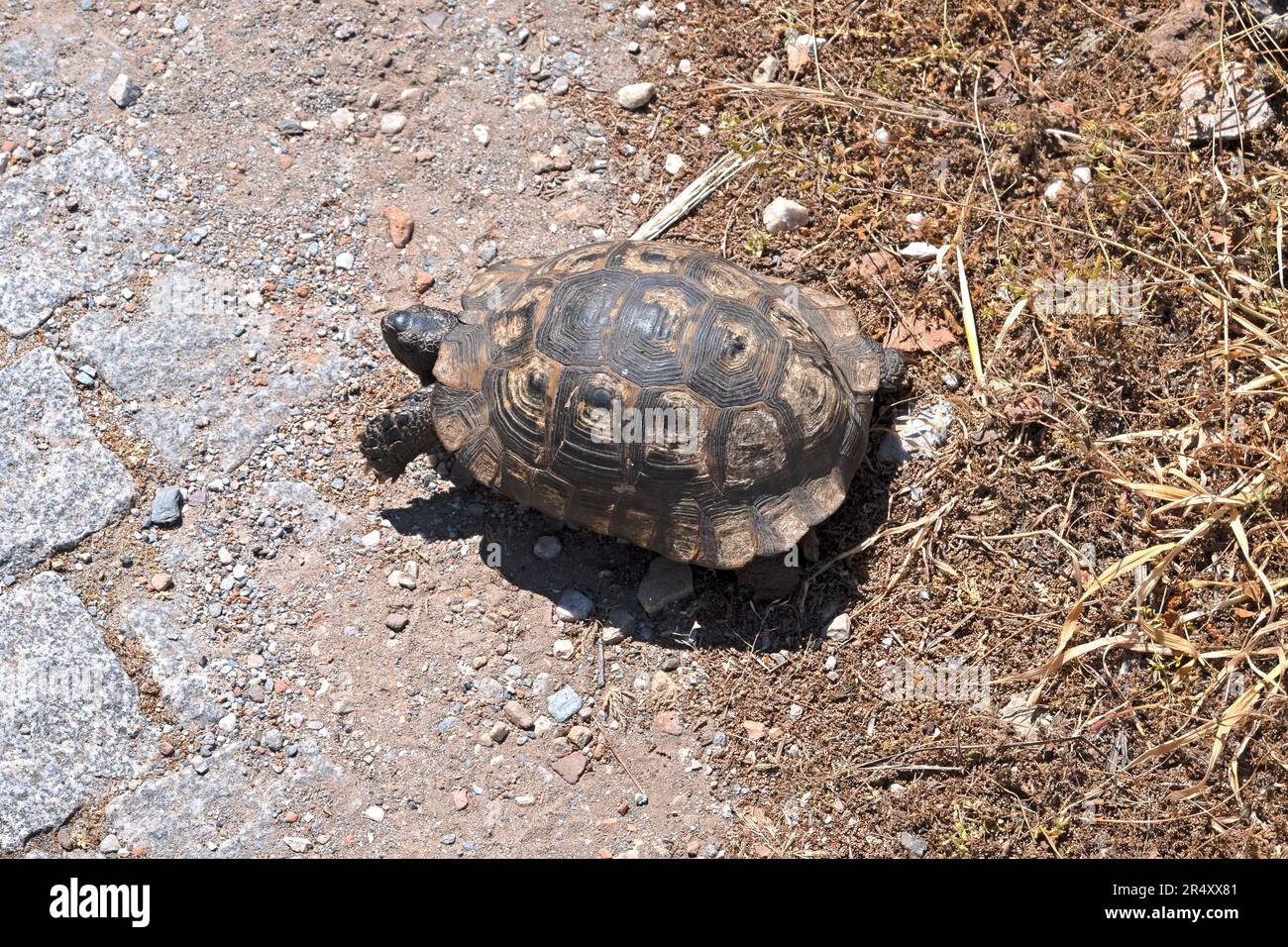 A Greek tortoise (Testudo graeca), crossing a cobblestone street in the ...