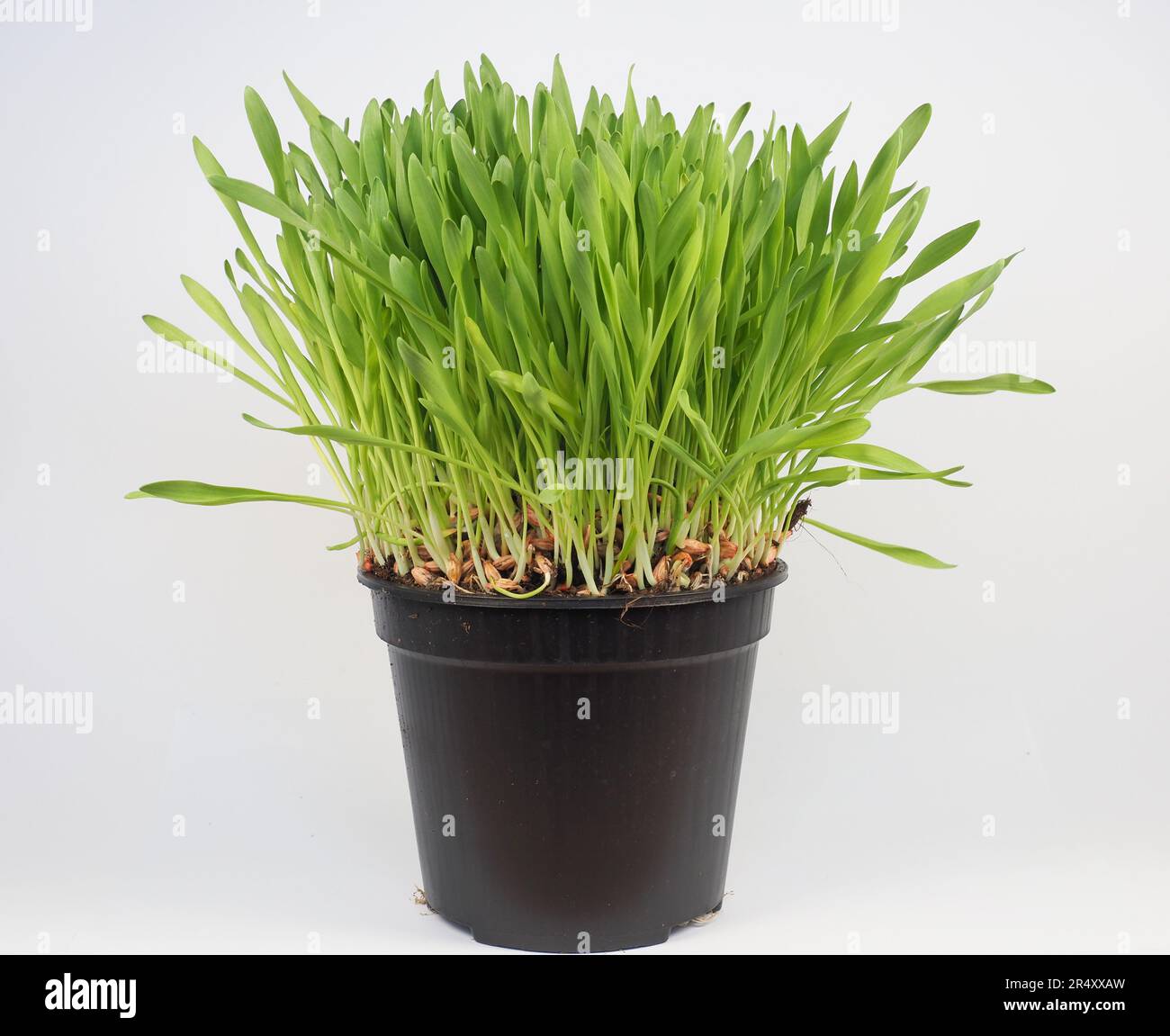 catnip aka catmint plant scientific name Nepeta cataria Stock Photo - Alamy