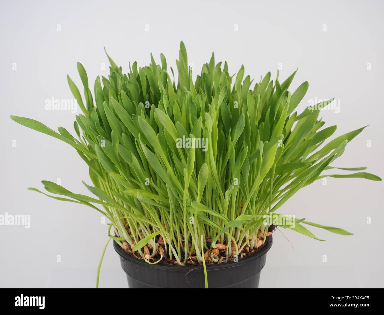 catnip aka catmint plant scientific name Nepeta cataria Stock Photo - Alamy