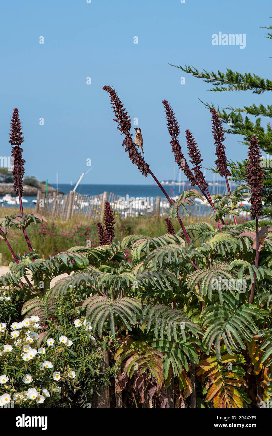 Bird and seaside landscape in front of a port in Brittany in spring ...