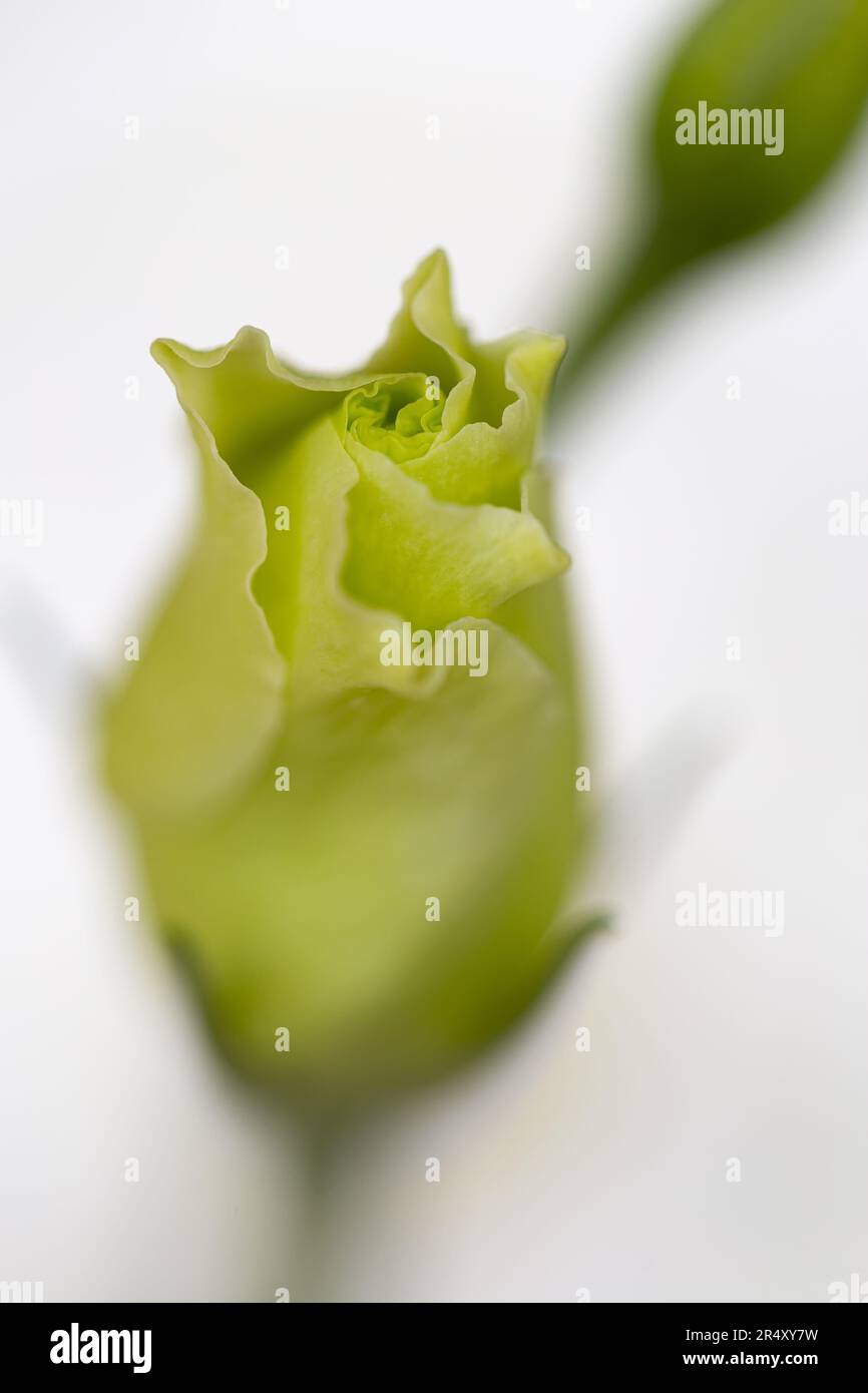 Closed rose bud hi-res stock photography and images - Alamy