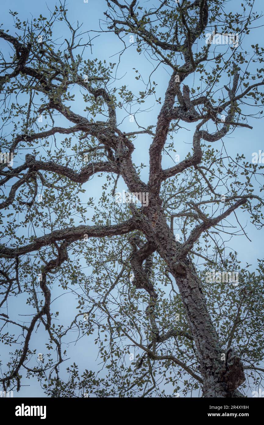 Few leaves hi-res stock photography and images - Alamy