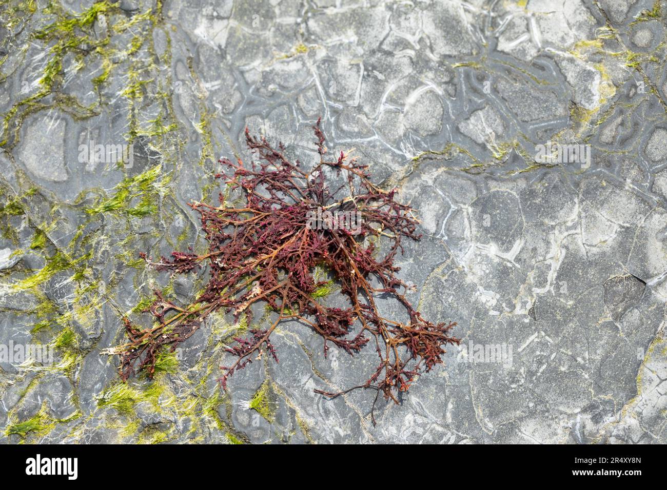 Seaweed left on rock at low tide, Kimmeridge Bay, Jurassic coast ...