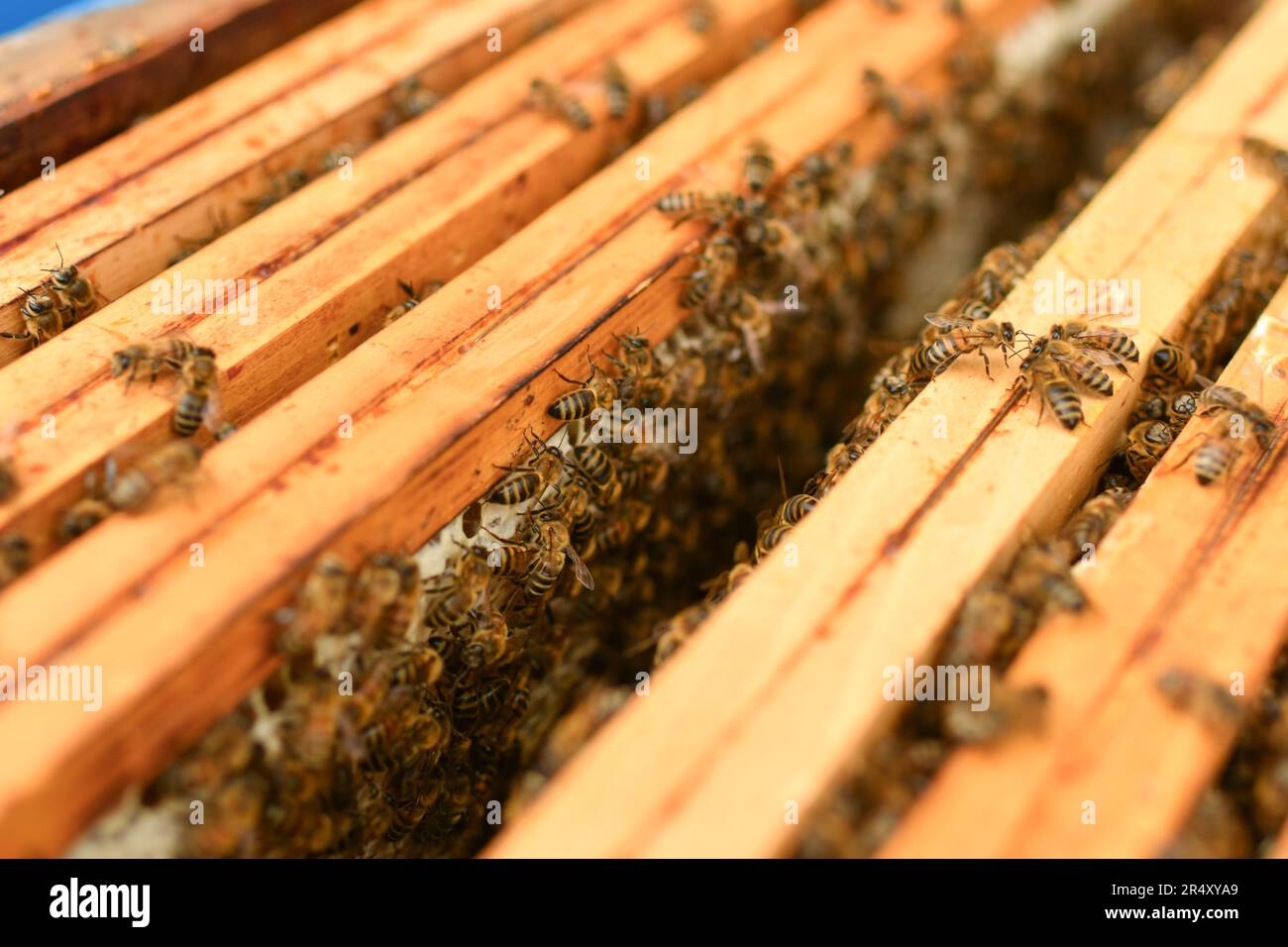A beehive with bees. A box with bees Stock Photo - Alamy