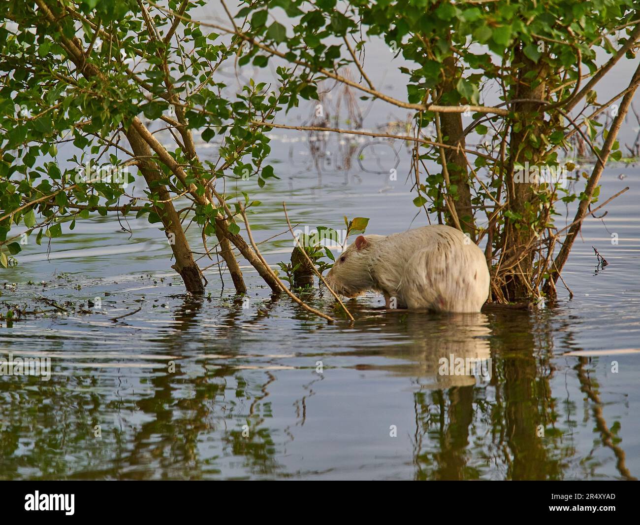 an albino Nutria, Myocastor coypus, also coypu, is a large, herbivorous ...