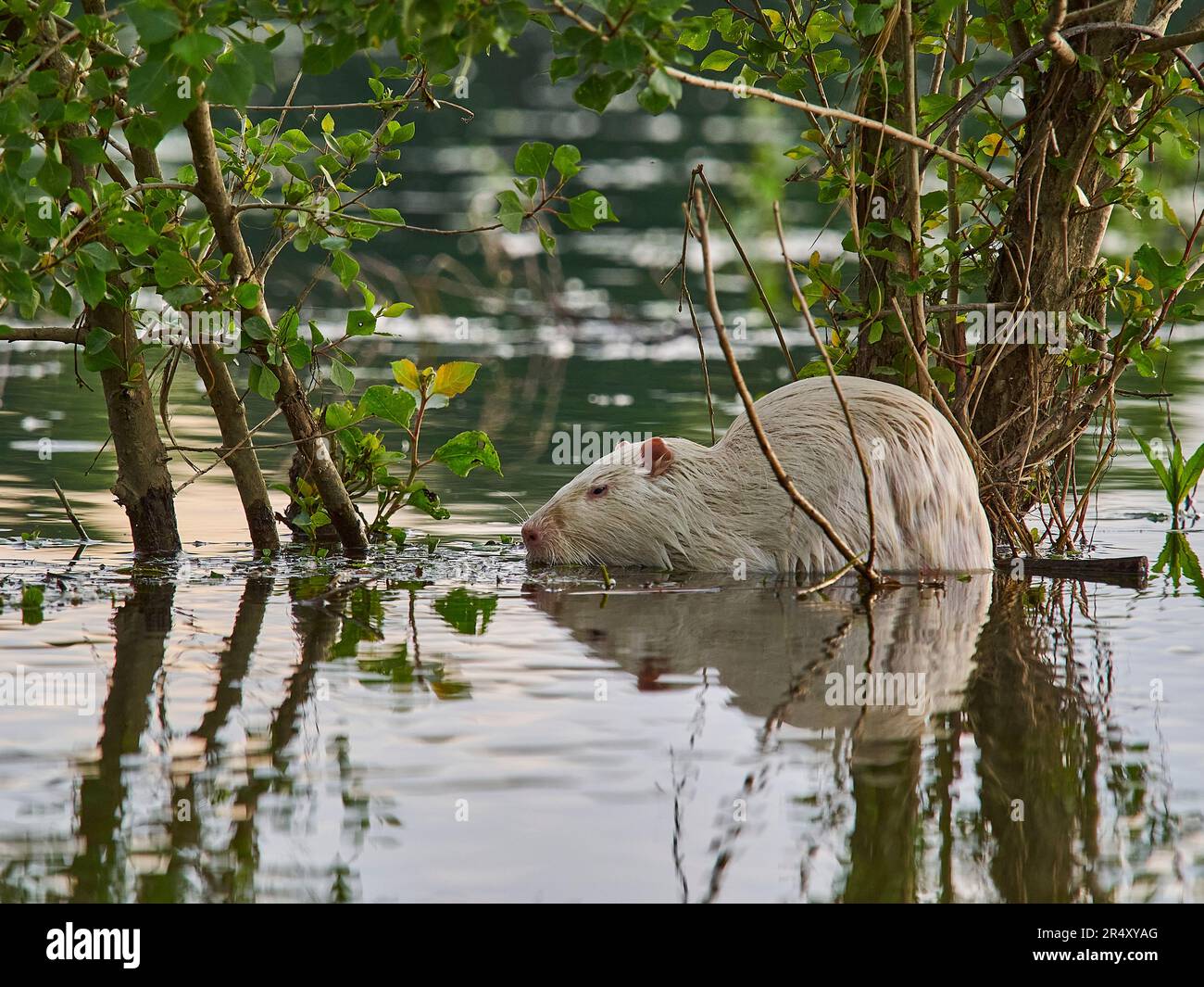 an albino Nutria, Myocastor coypus, also coypu, is a large, herbivorous ...