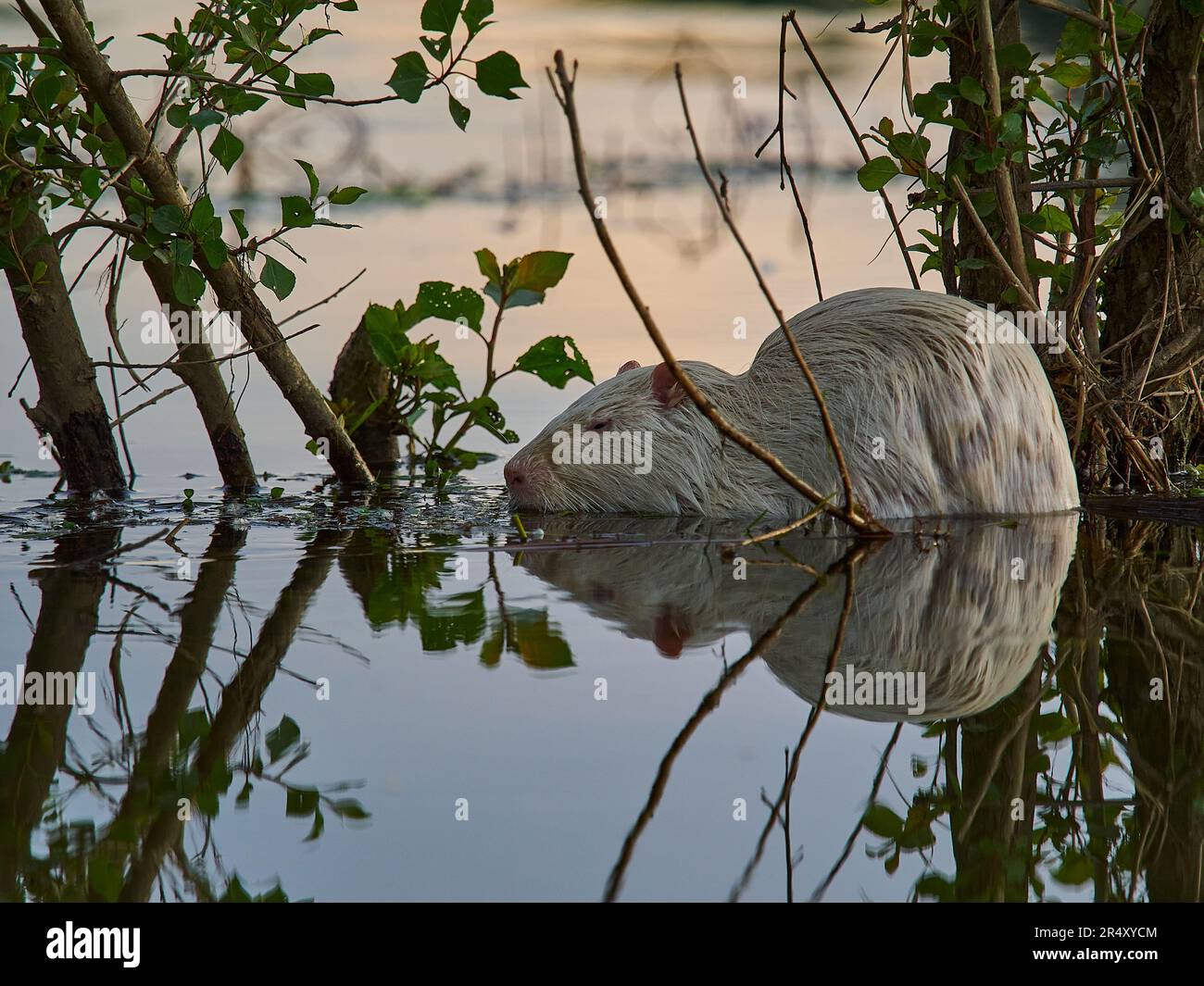 an albino Nutria, Myocastor coypus, also coypu, is a large, herbivorous ...