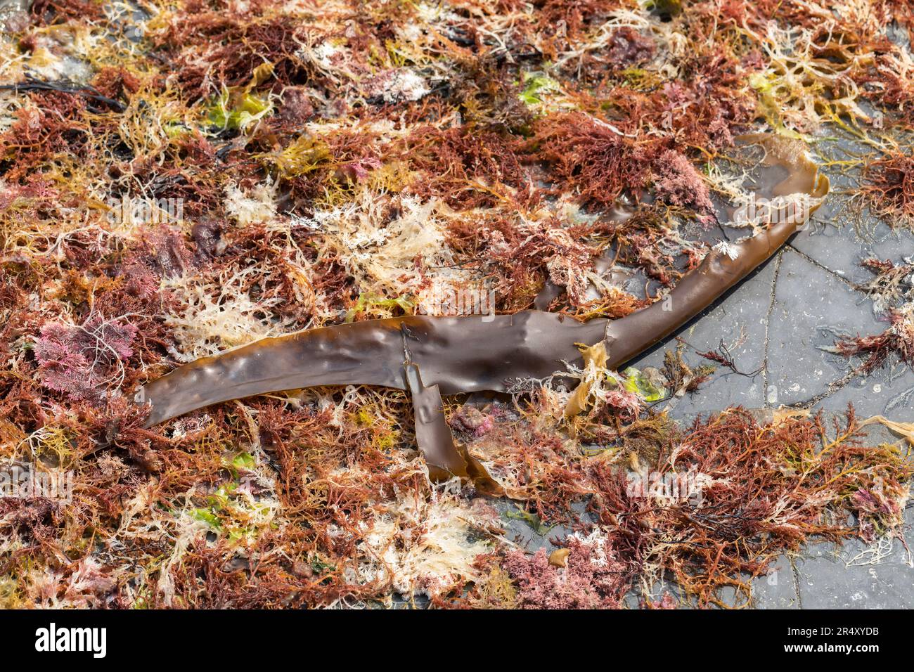Kelp and red seaweed left at low tide, Kimmeridge Bay, Dorset, England ...