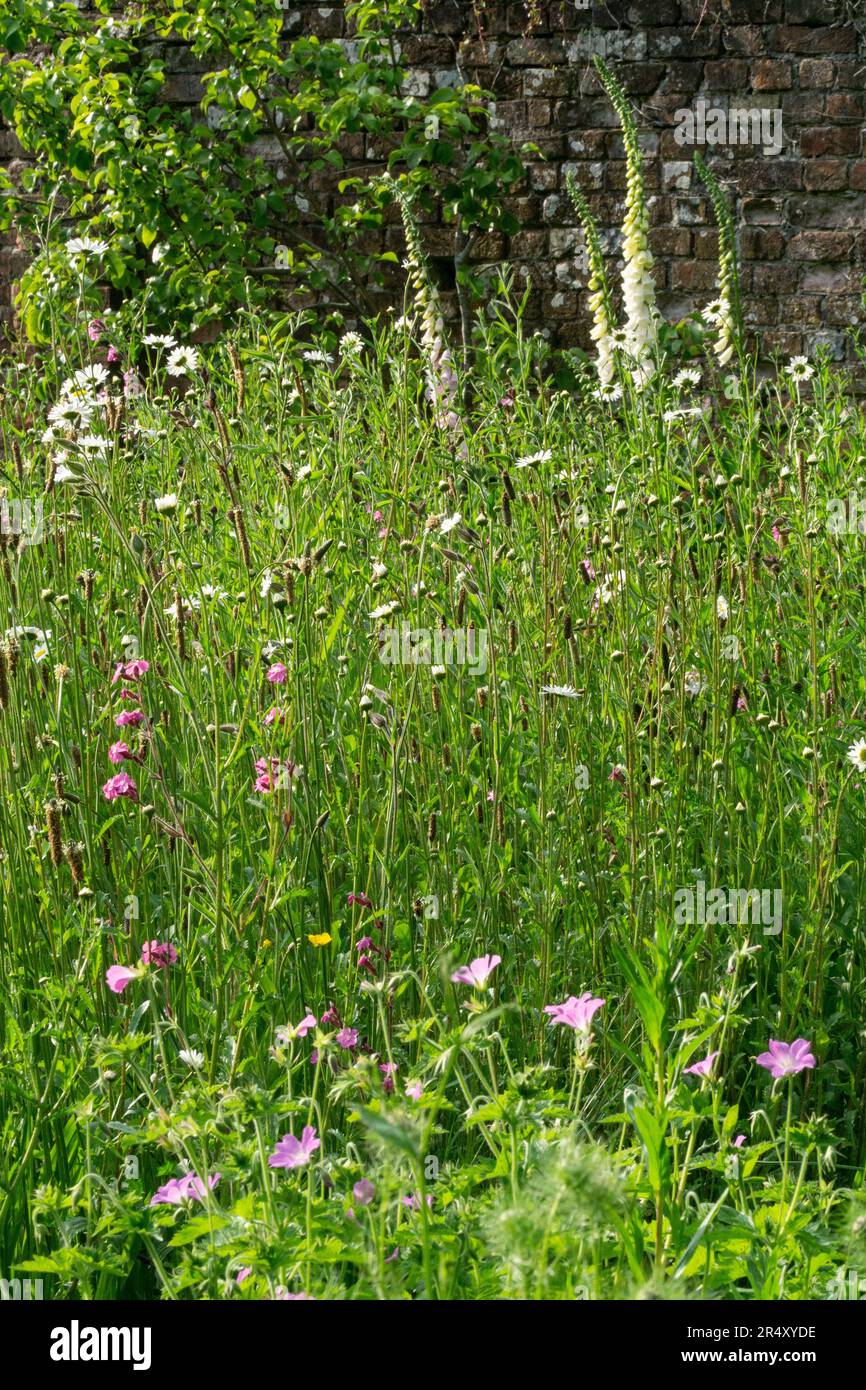 A wildflower style garden planting with fox gloves and a weathered ...