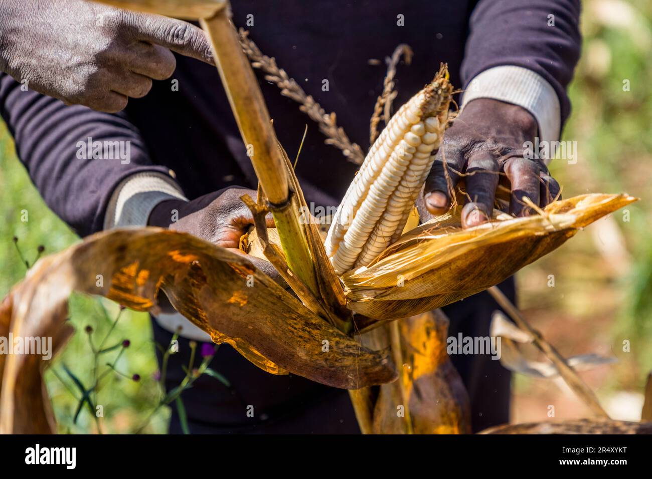 Malawi dish hi-res stock photography and images - Alamy