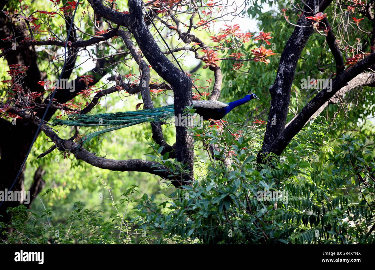 New Delhi, India. 30th May, 2023. A peacock perches on a tree at the ...