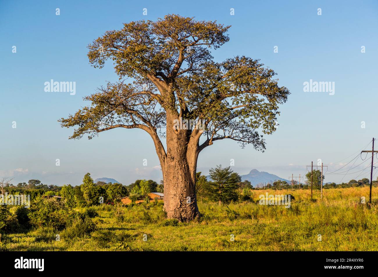 The African baobab (Adansonia digitata) is a large, distinctive and ...