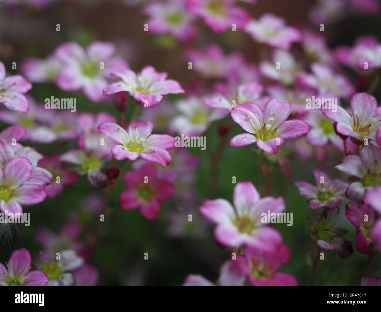 Saxifraga pink flowers closeup plant hi-res stock photography and ...